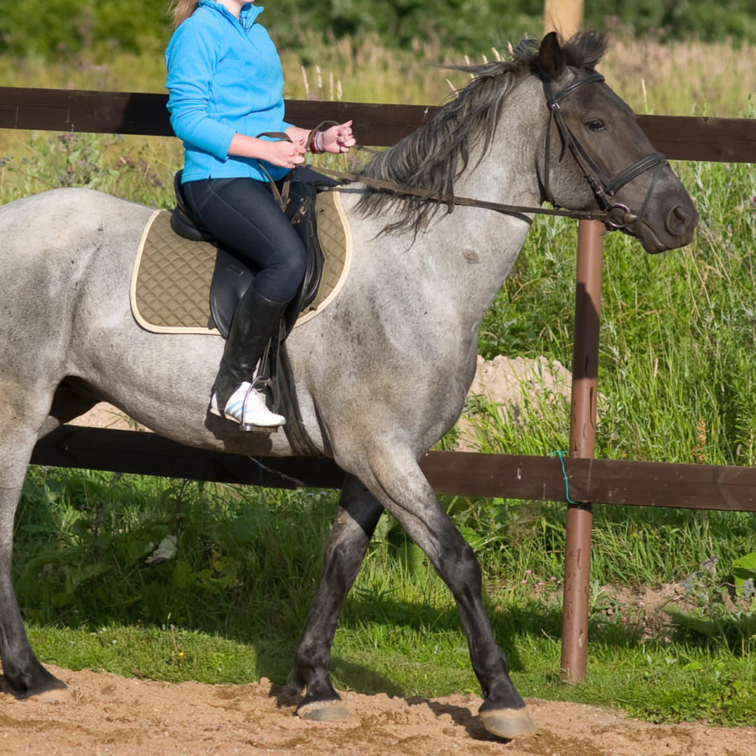 Horse Bites: What to Do If You're Bitten | LearningHorses.com