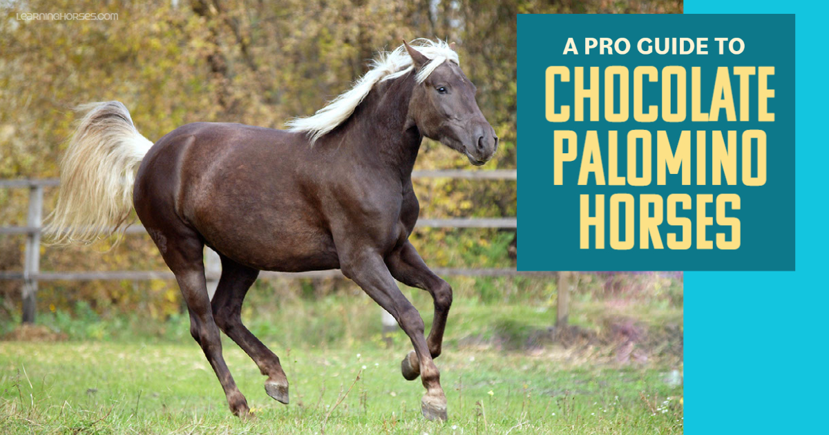 Chocolate Palomino | Horse Color Guide + Photos | LearningHorses.com Chocolate Palomino | Horse Color Guide + Photos | LearningHorses.com