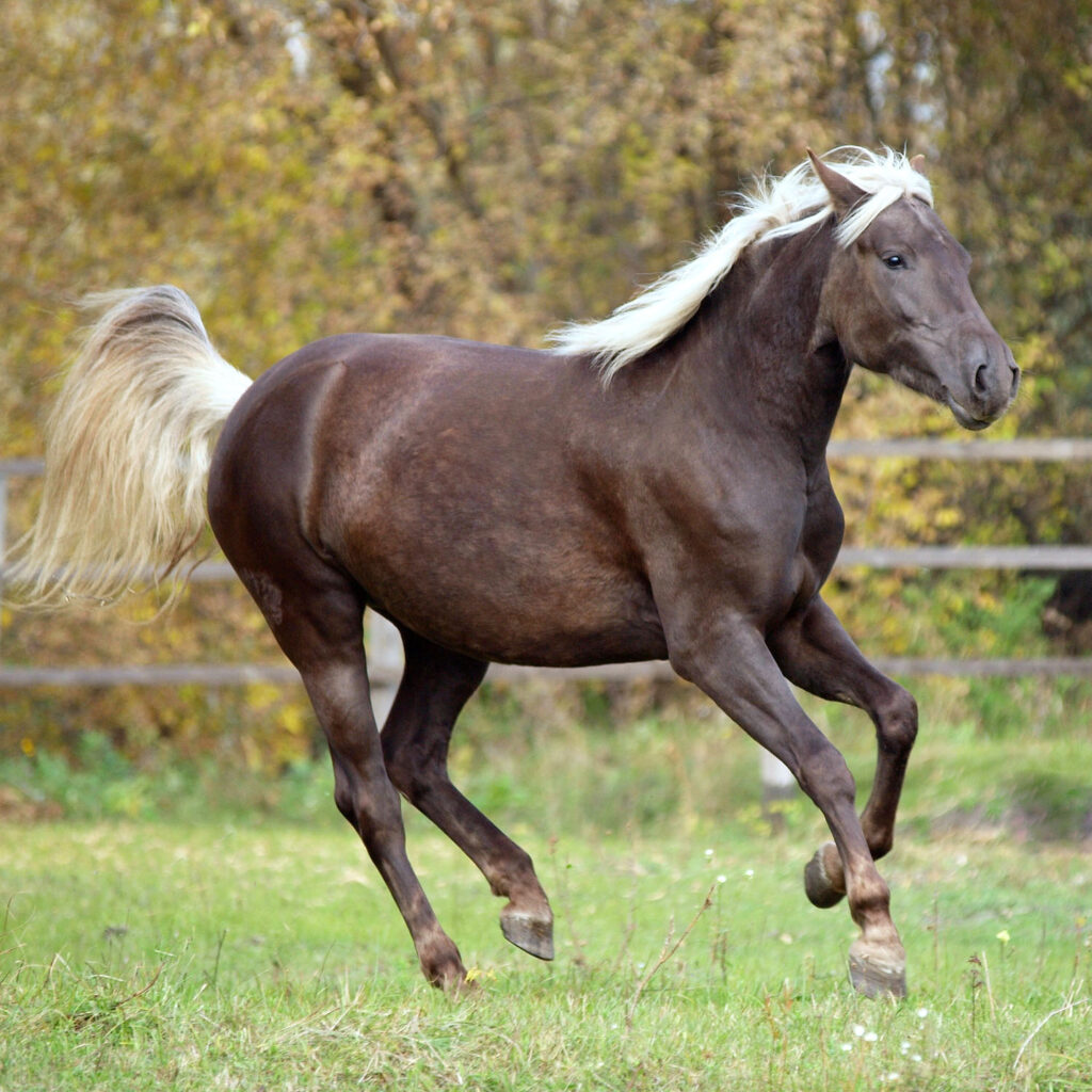 White Horses with Brown Spots | Photos & Info | LearningHorses.com