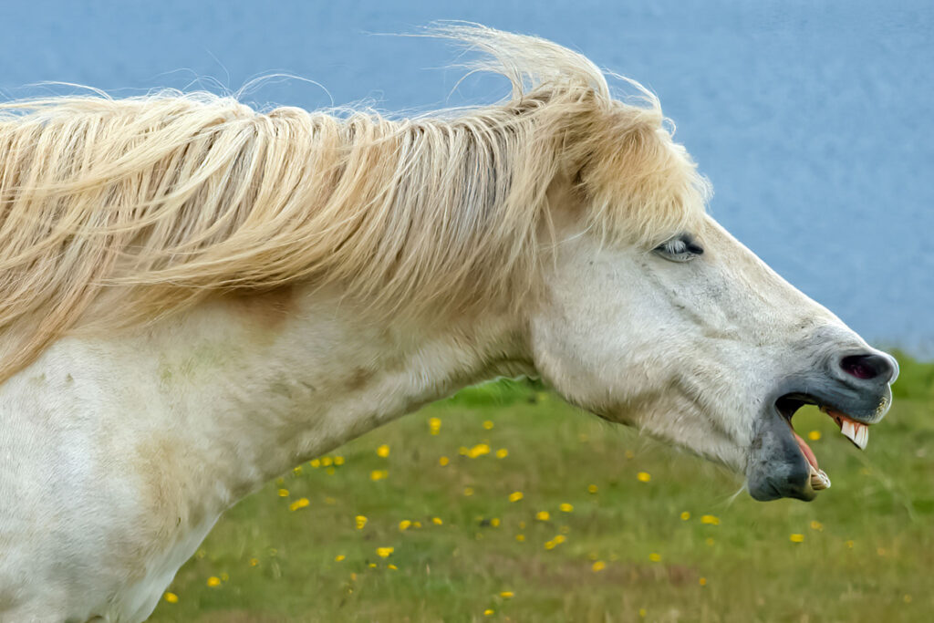 Horse Bites: What to Do If You're Bitten | LearningHorses.com