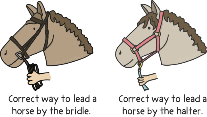 🚶🏽‍♀️🐎How to Lead a Horse by a Bridle & Reins | LearningHorses.com