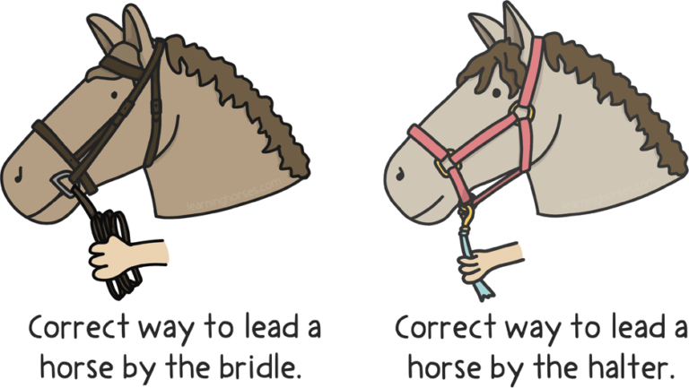 🚶🏽‍♀️🐎How to Lead a Horse by a Bridle & Reins | LearningHorses.com