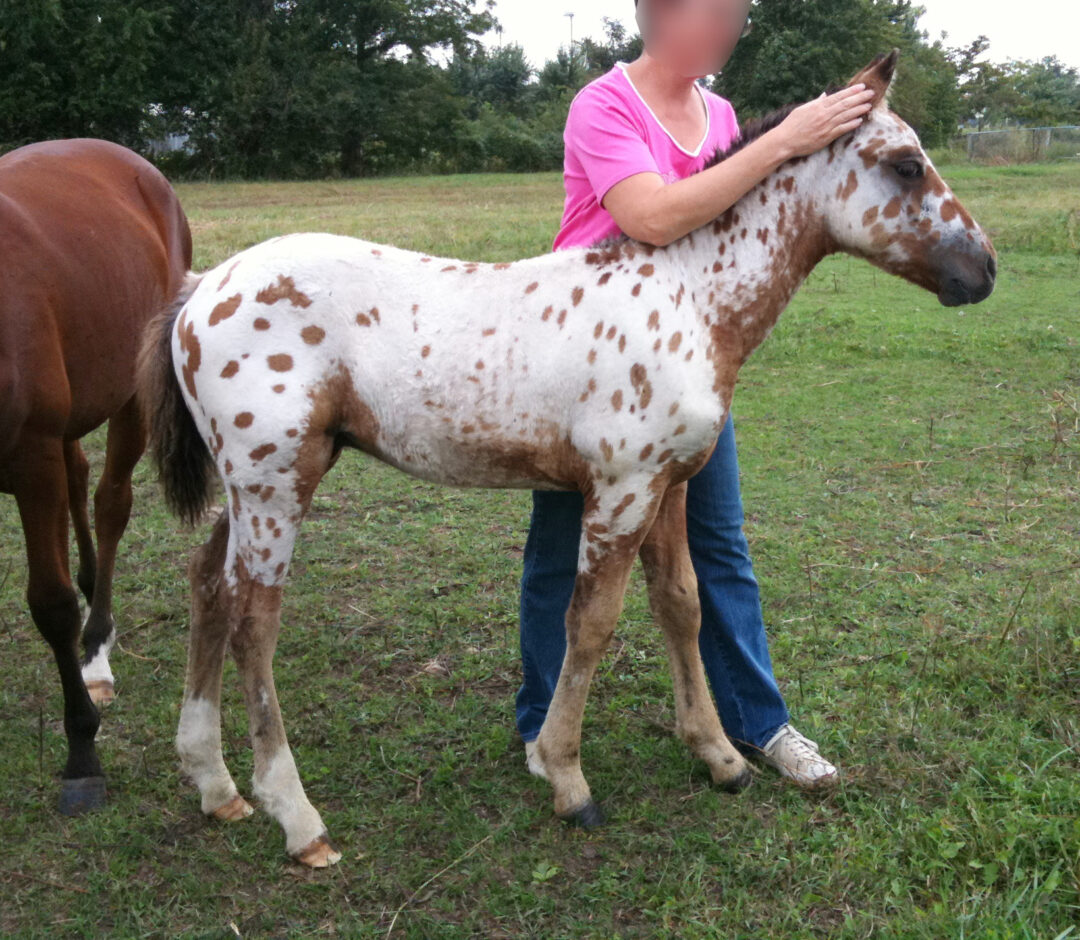 White Horses with Brown Spots | Photos & Info | LearningHorses.com