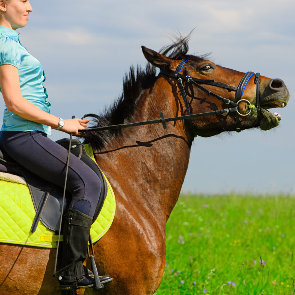Horse Training Basics Archives | LearningHorses.com