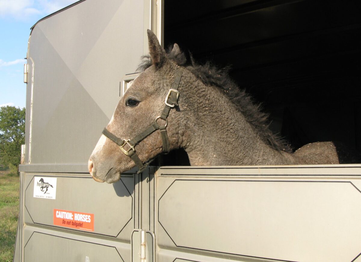 Tips and Tricks for Loading a Horse that Won't Walk into a Trailer ...