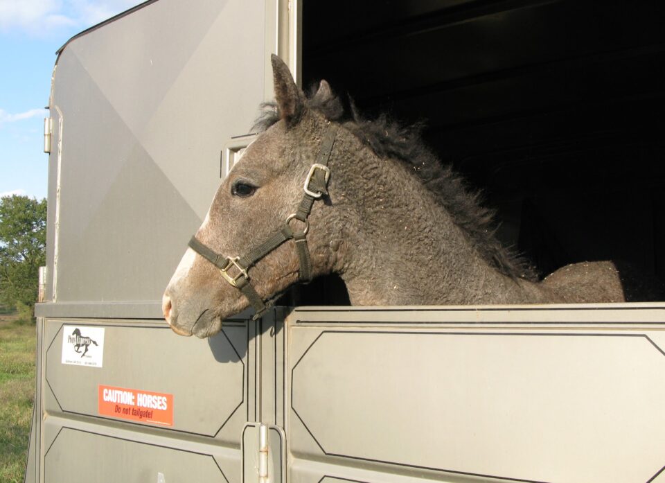 Tips and Tricks for Loading a Horse that Won't Walk into a Trailer ...