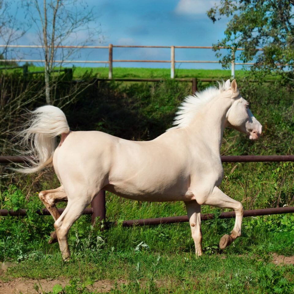 Smoky Cream Horse Color Explained | LearningHorses.com