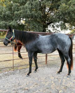 Blue Roan Horses: All About This Rare Horse Color in 2025 ...